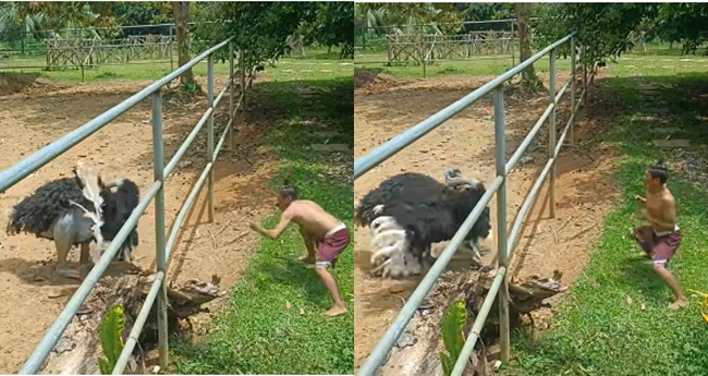 An Ostrich Danced While Following the Dance Moves Being Taught to it has Gone Viral | NewsFeed