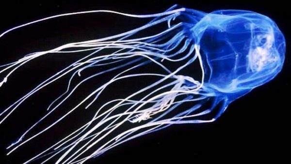 Irukandji jellyfish, World's Most Dangerous Jellyfish