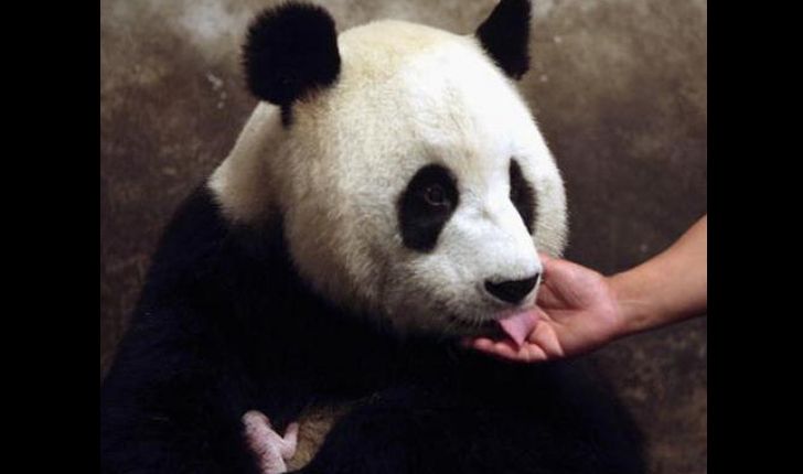 Panda Reproduction Calls for Special Deals | NewsFeed