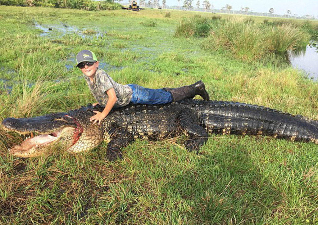 Massive 354-Kilogram Alligator Caught In Florida