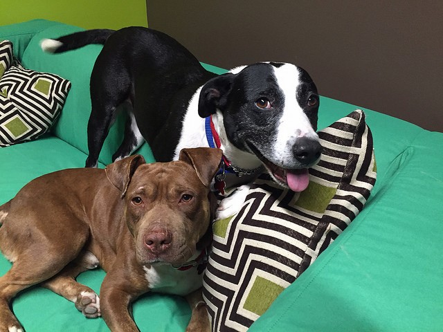 Hope For Paws Rescued Dog Couple | NewsFeed