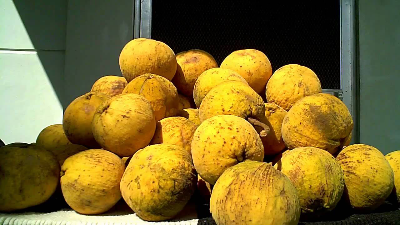 Top Ten exotic fruits here in the Philippines