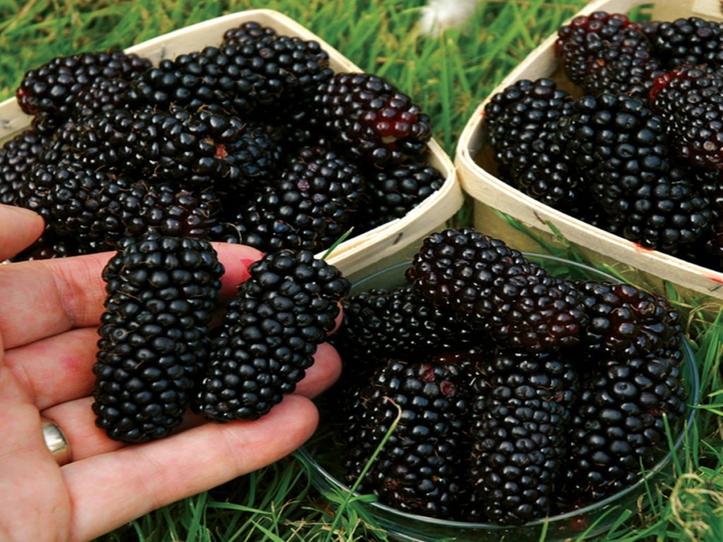 Blackberry Fruits Health Benefits To The Human Body