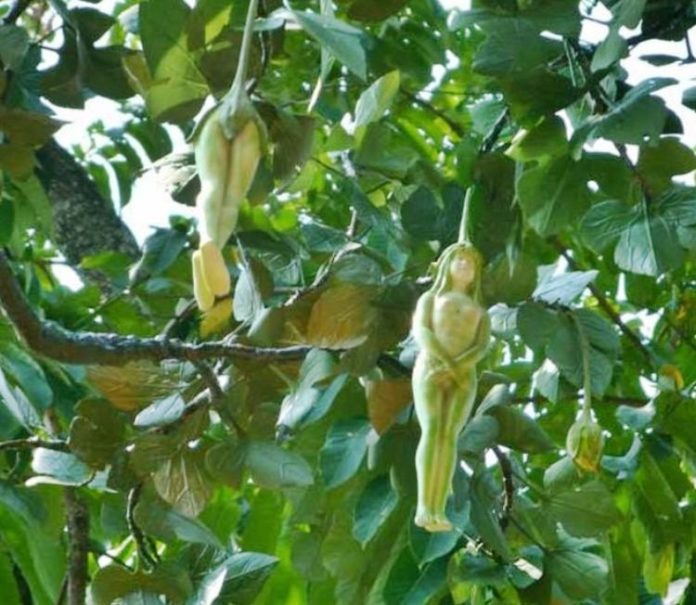 Weird Tree In Thailand Bears Unusual Fruit - It Looks Like Women!