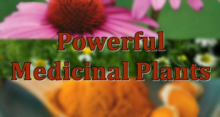 Most Powerful Medicinal Plants, According To Herbal Studies