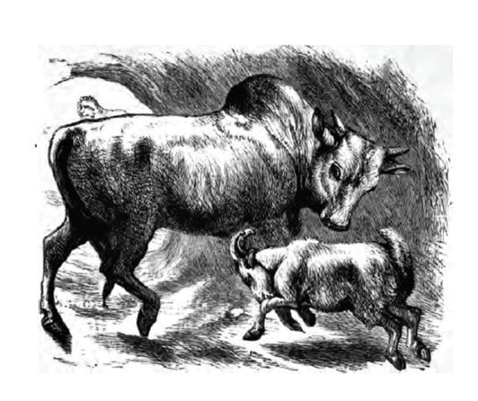 PABULA (Filipino Fables): The Definition & Examples