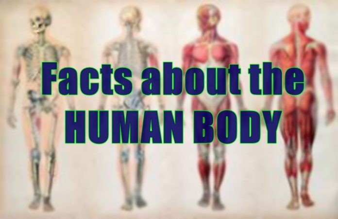 HUMAN BODY: Facts About your Own Body that you Probably Don't Know
