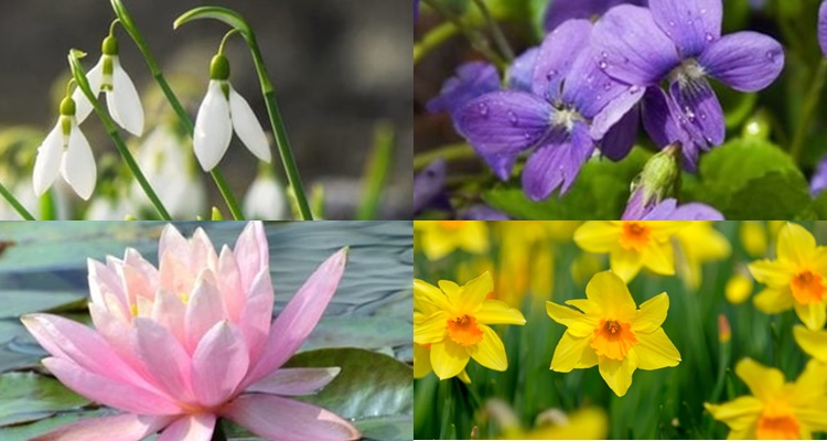 Birth Flowers: Know What Blooms For You & The Meaning Behind | NewsFeed
