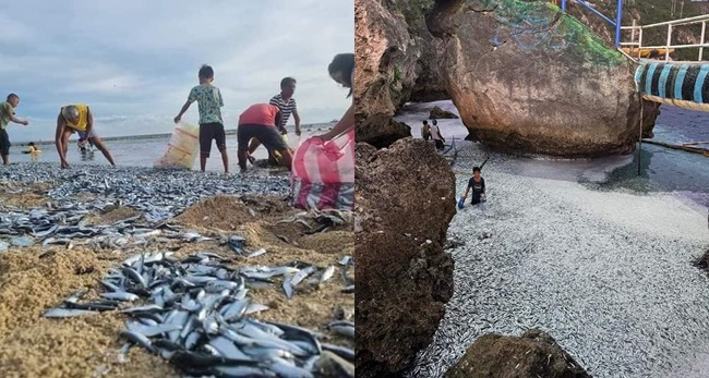 Tonnes of Fish on the Shorelines of Maasim, Sarangani on January 7 ...