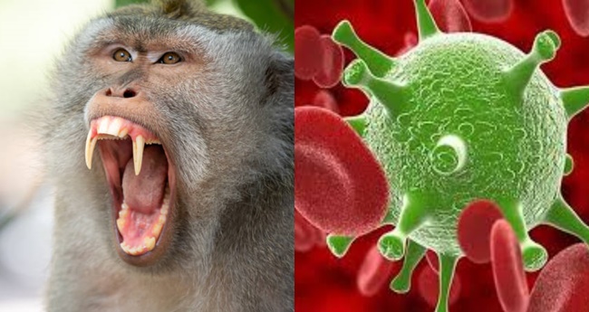 B Virus in Hong Kong's First Human Case Raises Concerns | NewsFeed