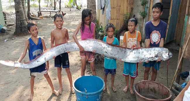 Rare 11-Foot Oarfish Appears in Antique: An Omen of Disaster? | NewsFeed