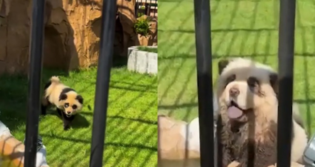 Zoo in China Paints Dogs to Look Like Pandas | NewsFeed