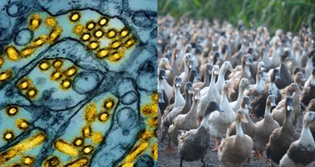 Philippines Confirms First H5N9 Bird Flu Case in Camarines Sur | NewsFeed